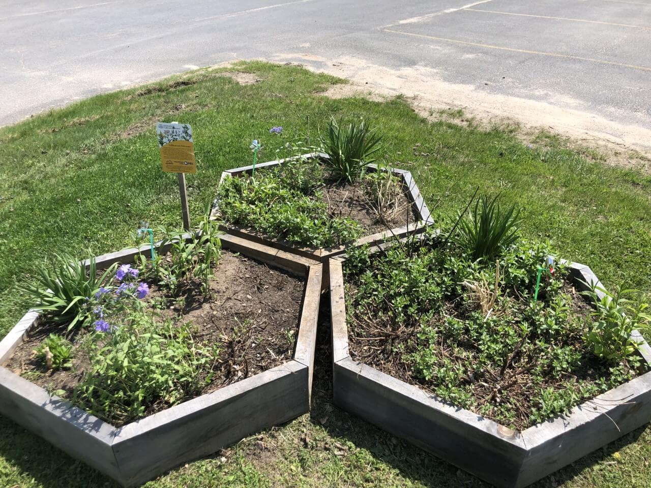 Pollination Station: Early Summer Update – Mountain Lake PBS