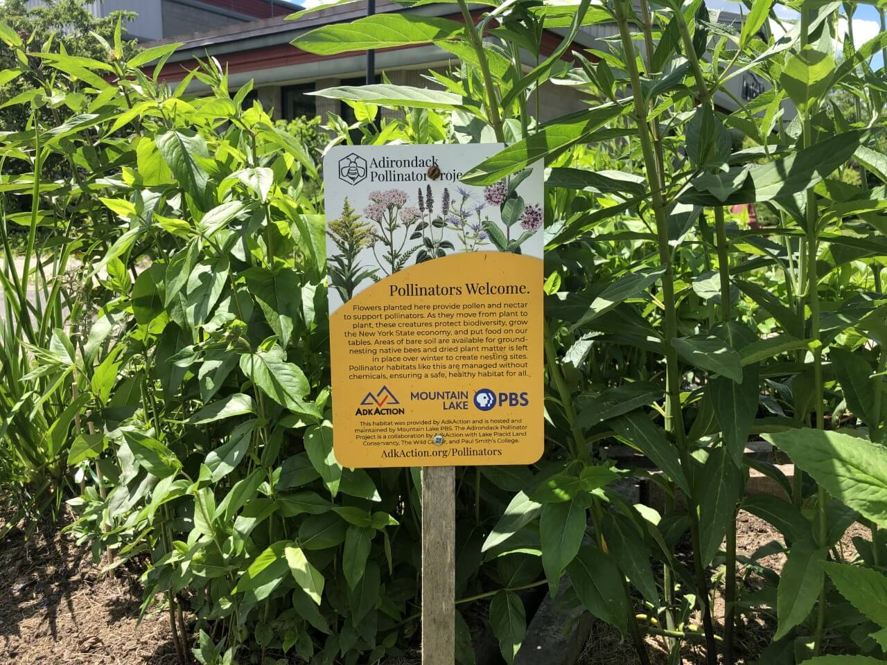 Pollination Station: Early Summer Update 2022 — Mountain Lake PBS