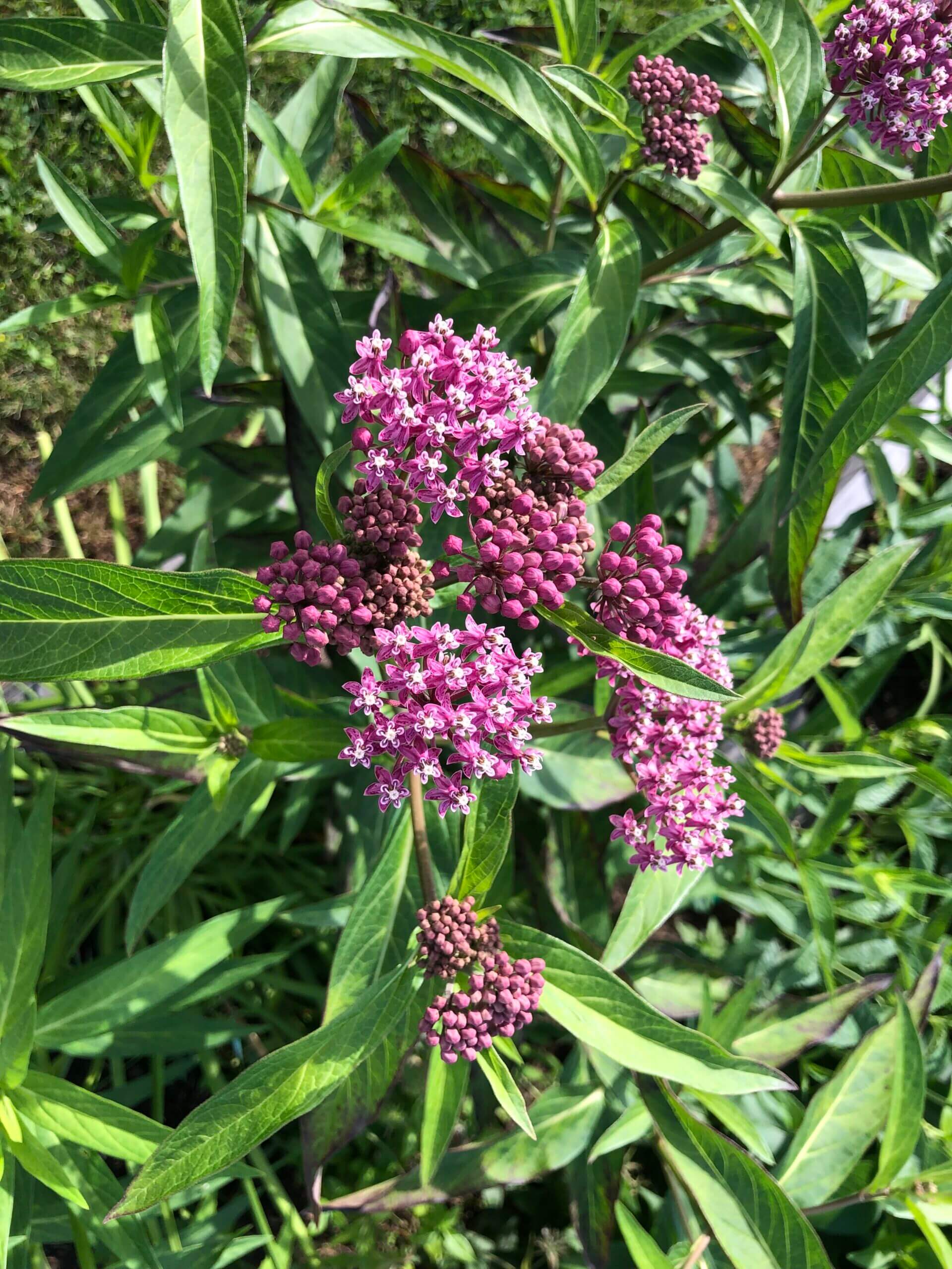 Pollination Station: Midsummer Update – Mountain Lake PBS