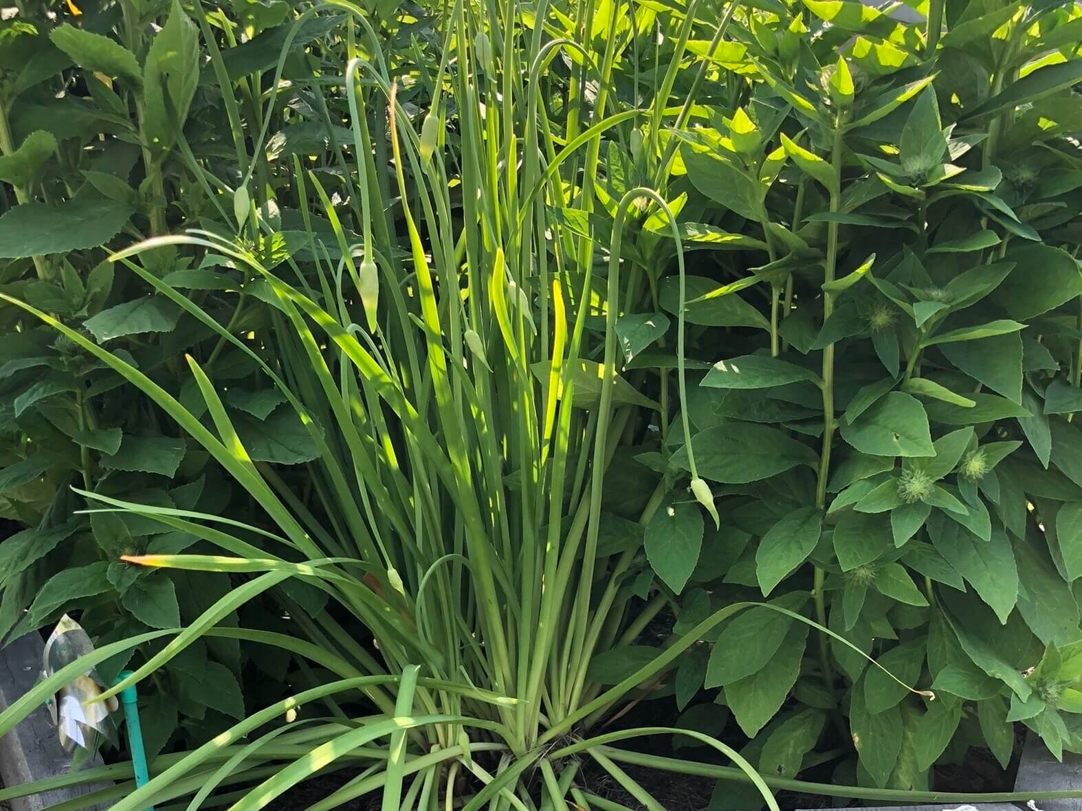 Pollination Station: Midsummer Update – Mountain Lake PBS