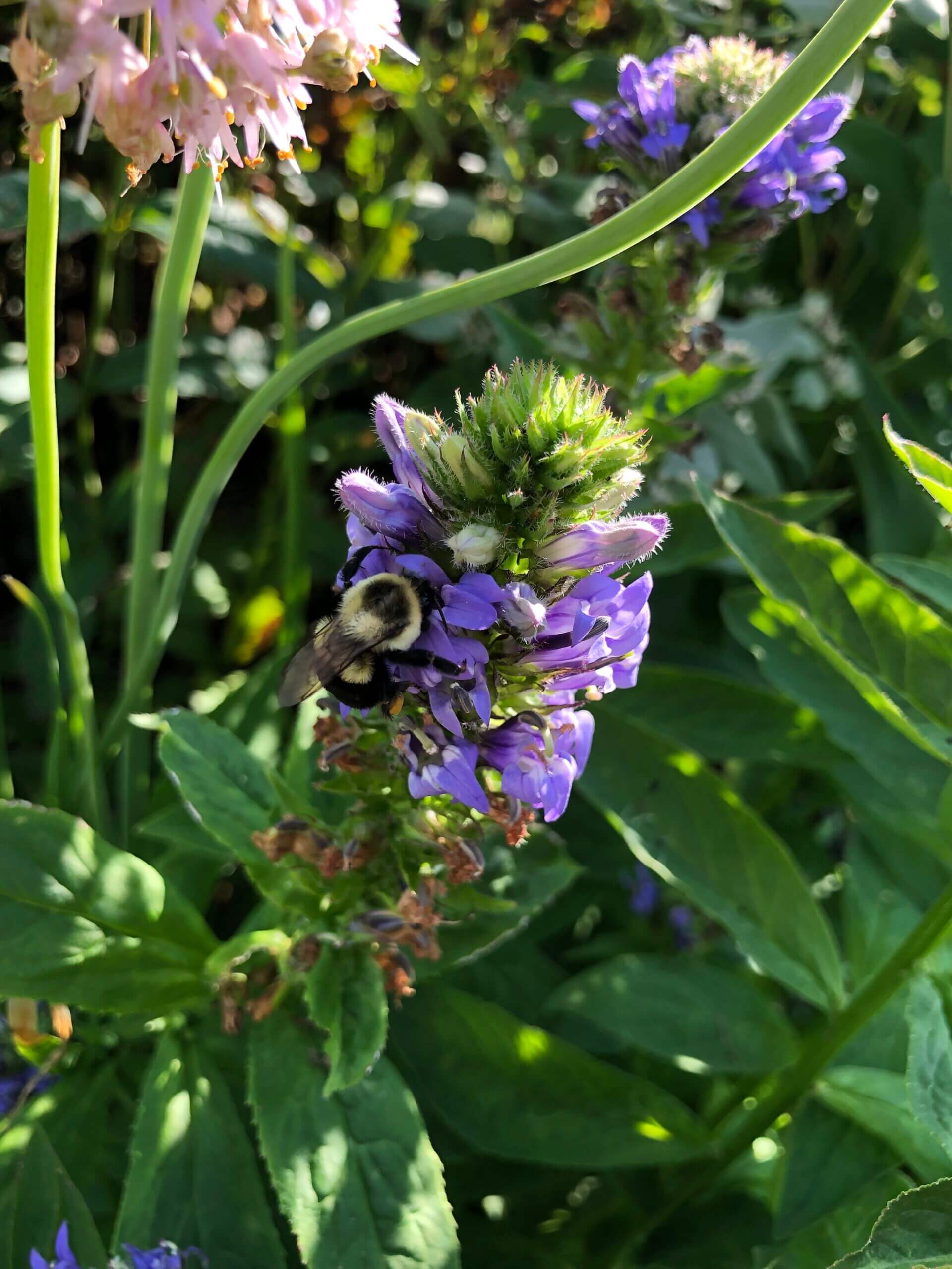 Pollination Station: End of Summer Update – Mountain Lake PBS