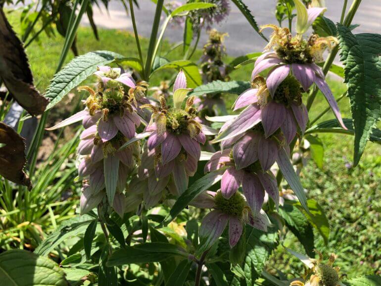 Pollination Station: End of Summer Update – Mountain Lake PBS