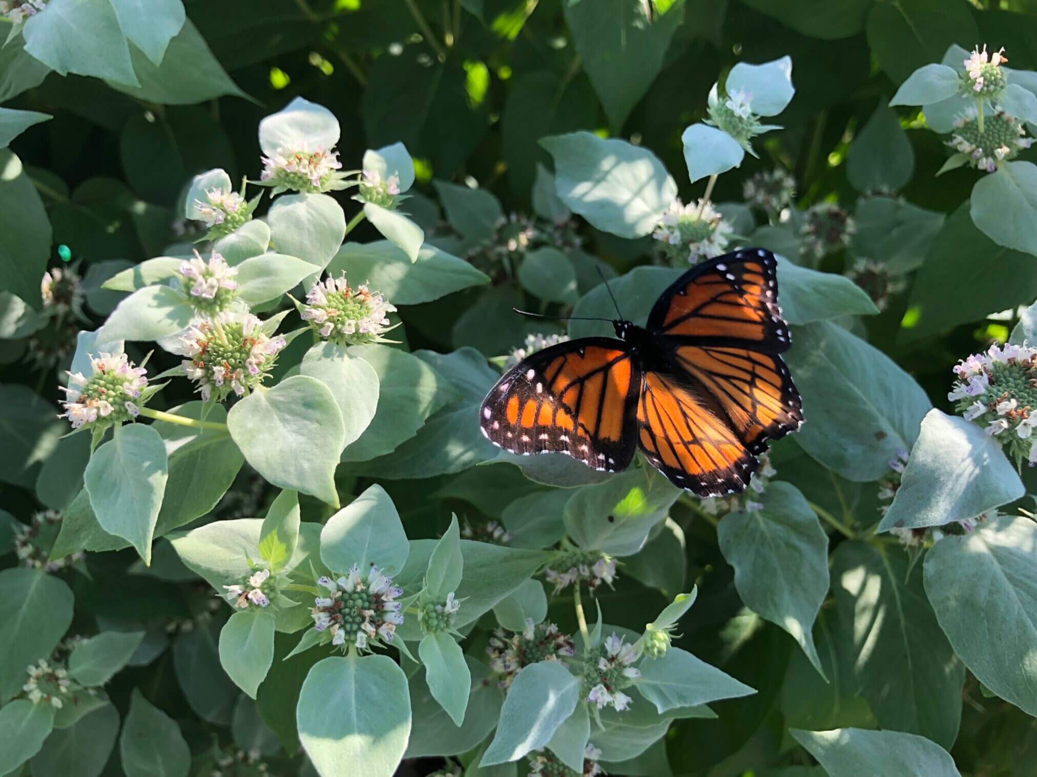 Pollination Station: End of Summer Update 2022 — Mountain Lake PBS