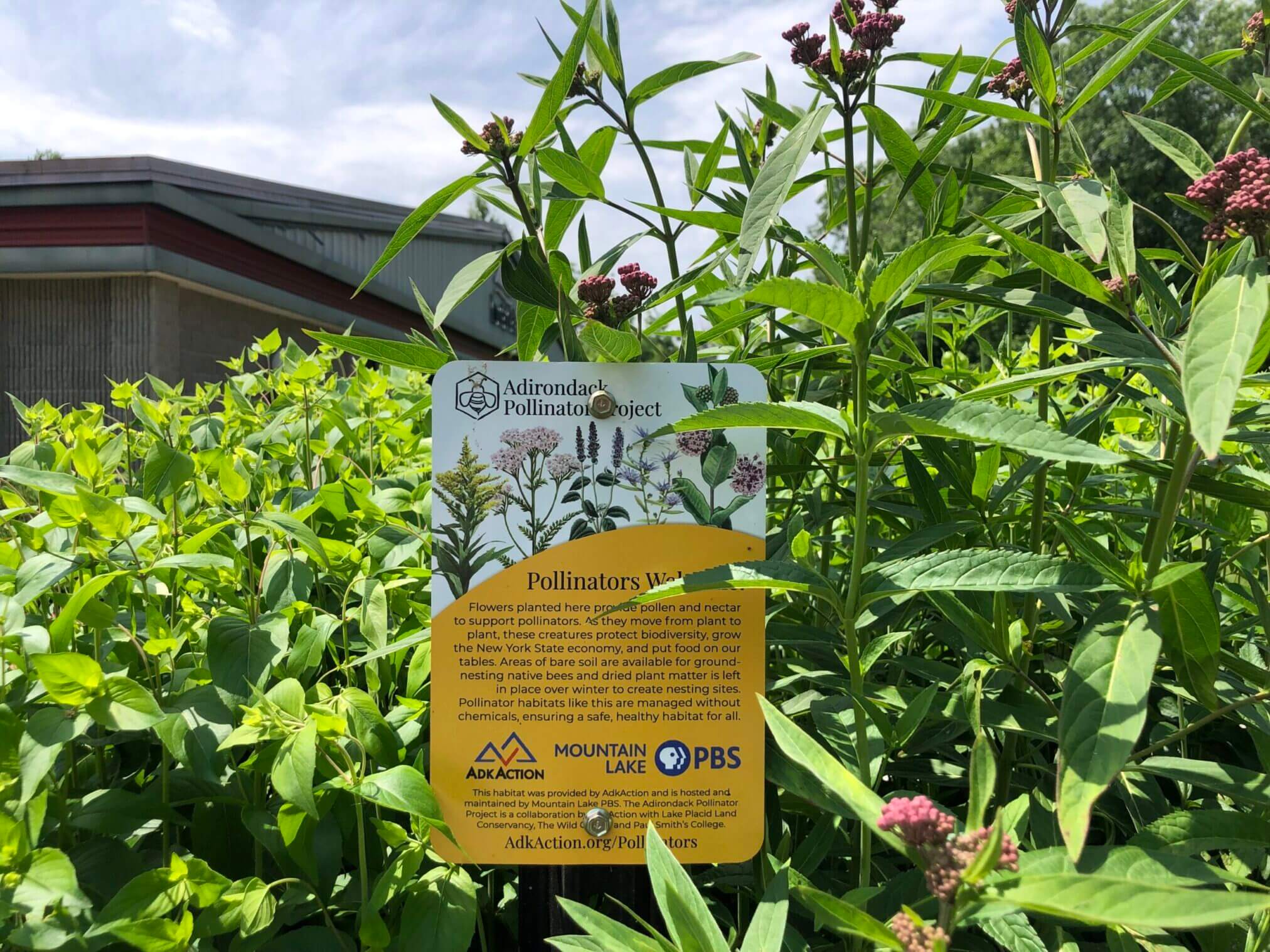 Summer is in Full Bloom at the Mountain Lake PBS Pollination Station ...