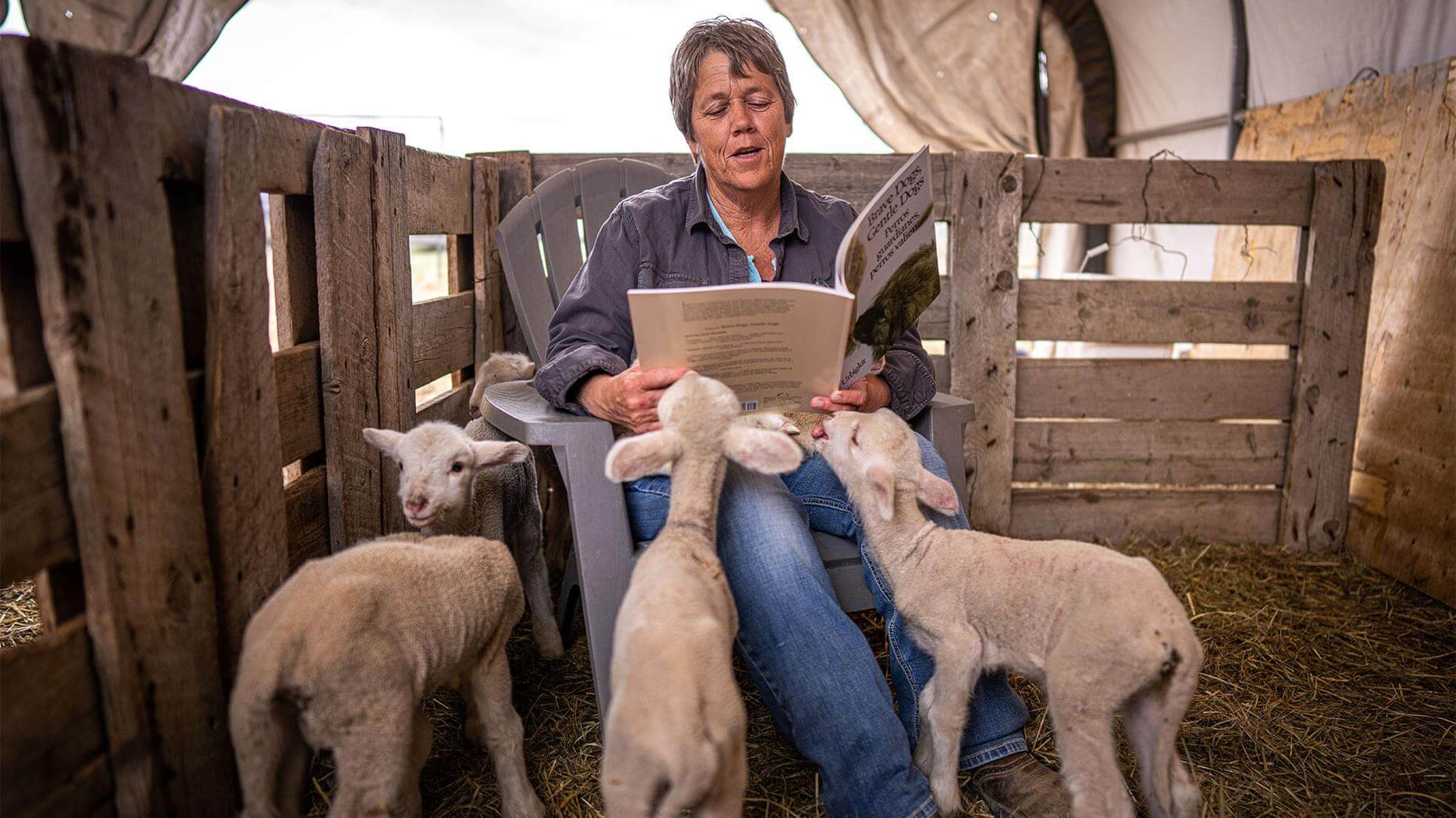 Human Footprint | Top Predator — Mountain Lake PBS