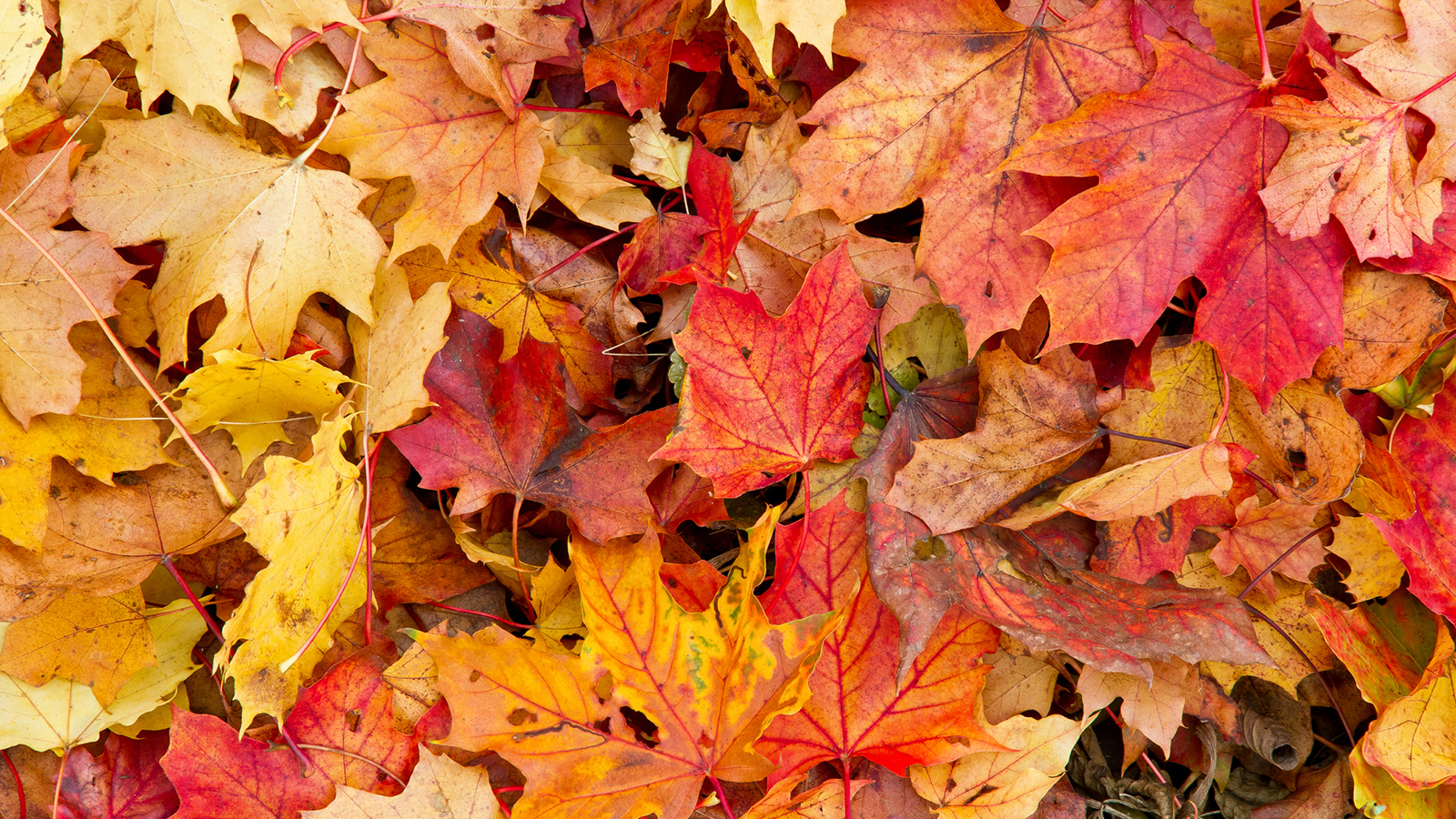 Colorful Autumn leaves - Whisky Advocate