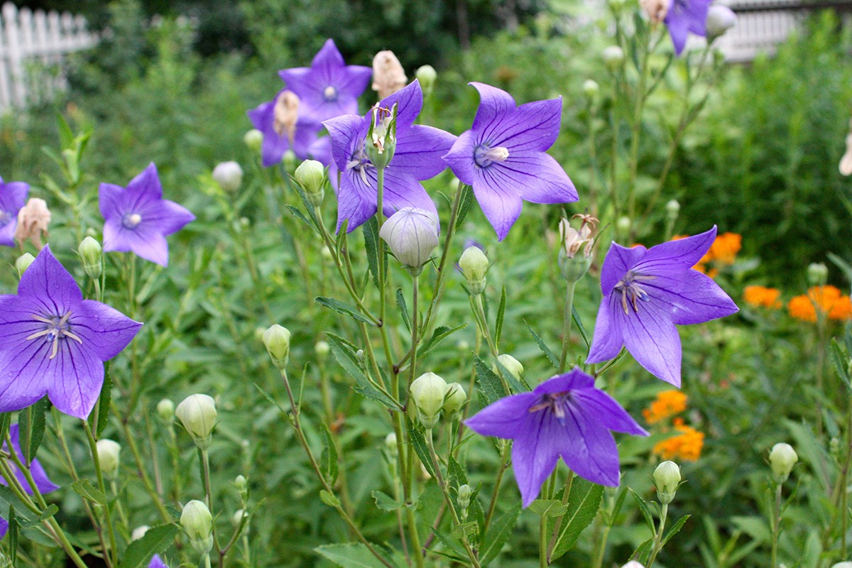 What's in Bloom? · George Washington's Mount Vernon