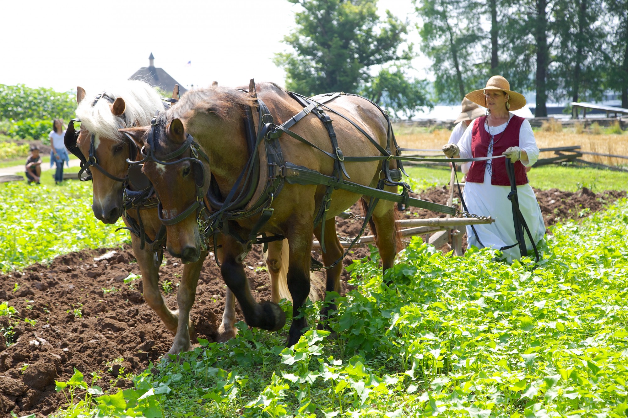 The Animals on Washington's Farm · George Washington's Mount Vernon