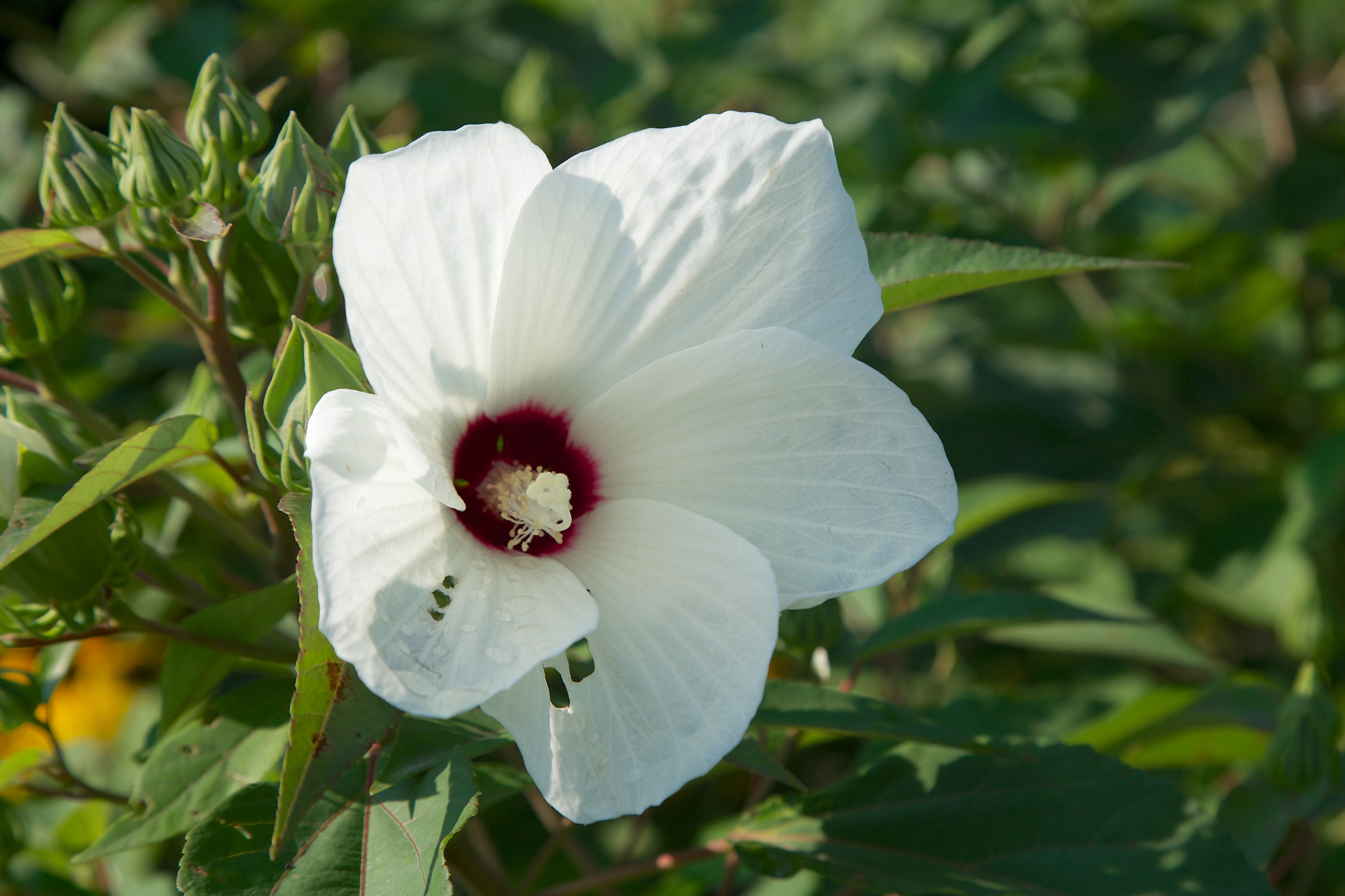 Rose Mallow · George Washington's Mount Vernon