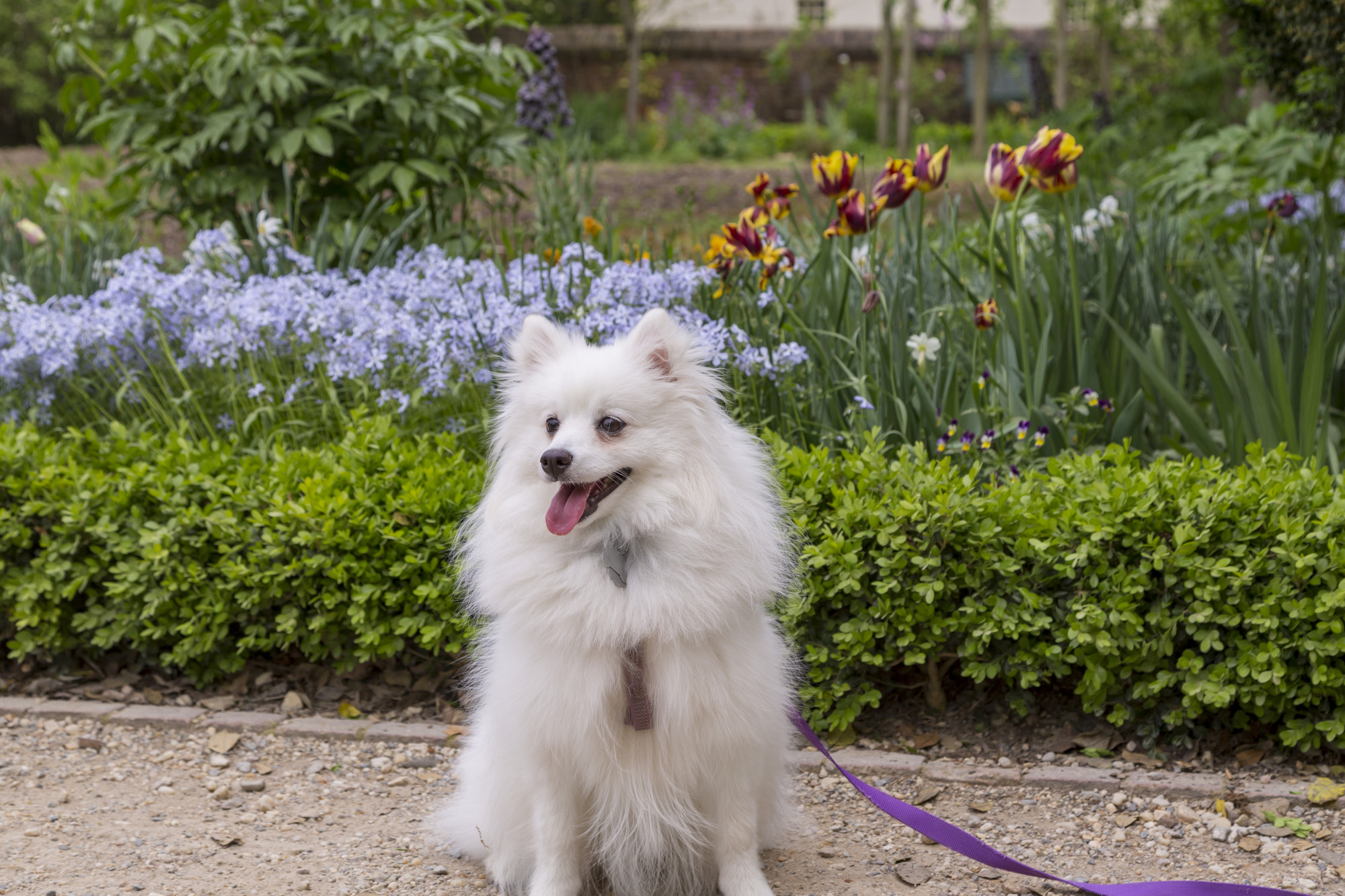 Bring Your Dog to Mount Vernon · George Washington's Mount Vernon