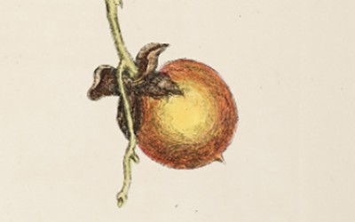 Food · George Washington's Mount Vernon