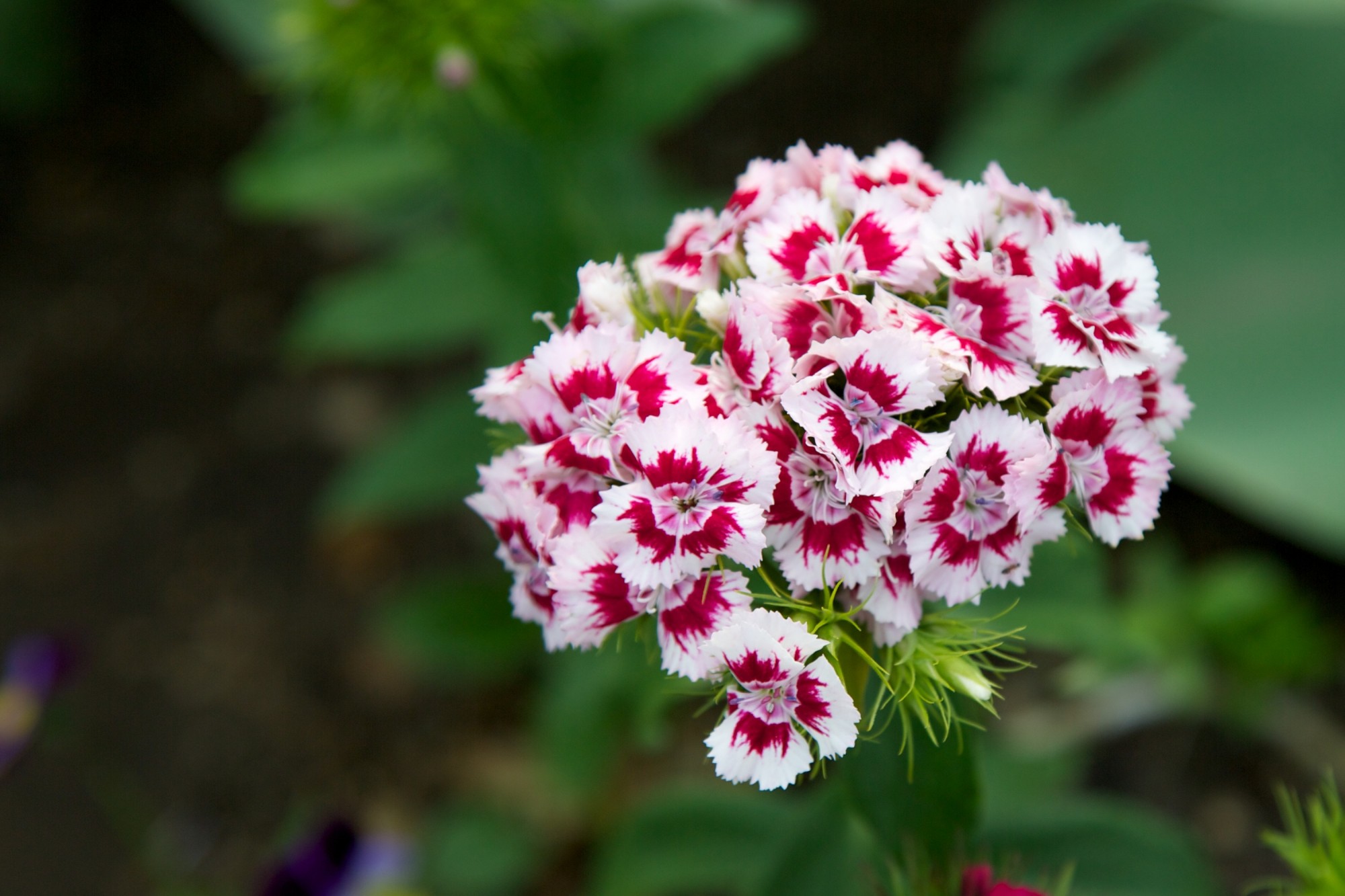 Gardening, Planting, and Landscaping Mount Vernon · George Washington's ...