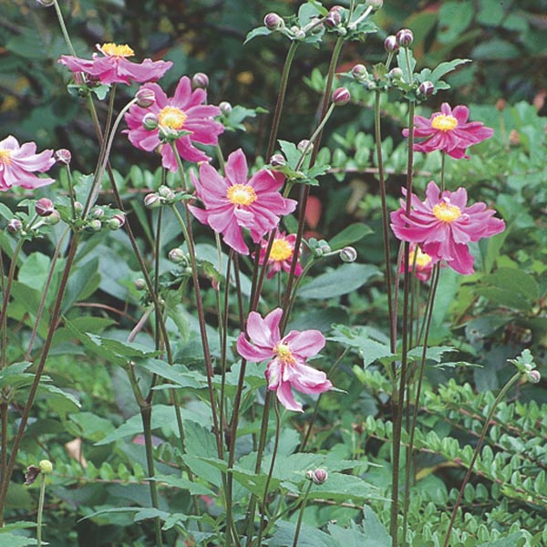 Japanese Windflower (Anemone hupehensis) | My Garden Life