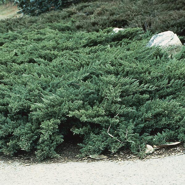 Juniper 'Parsonii' (Juniperus chinensis) | My Garden Life