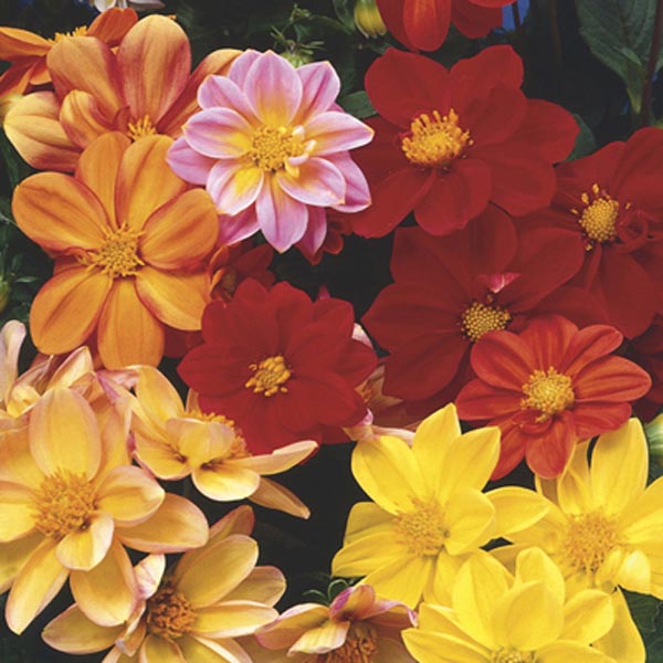 Dahlia (Dahlia Hybrid) | My Garden Life