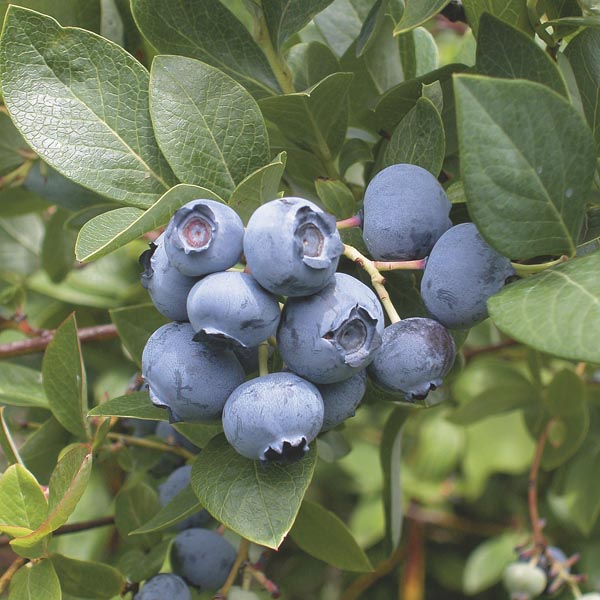 Northern Highbush Blueberry 'Reka' (Vaccinium corymbosum) | My Garden Life