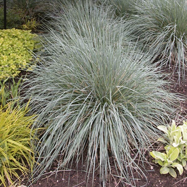 Blue Oat Grass (Helictotrichon sempervirens) | My Garden Life