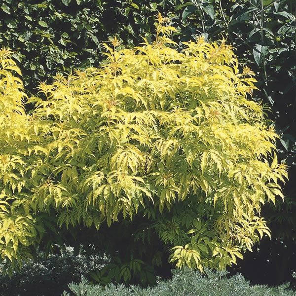 European Red Elder, Red Elderberry (Sambucus racemosa) | My Garden Life