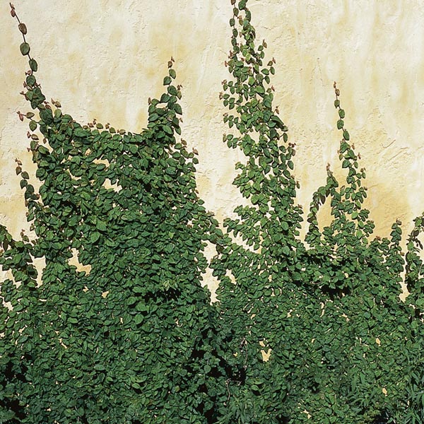 Fig Ivy, Creeping Fig (Ficus pumila) | My Garden Life