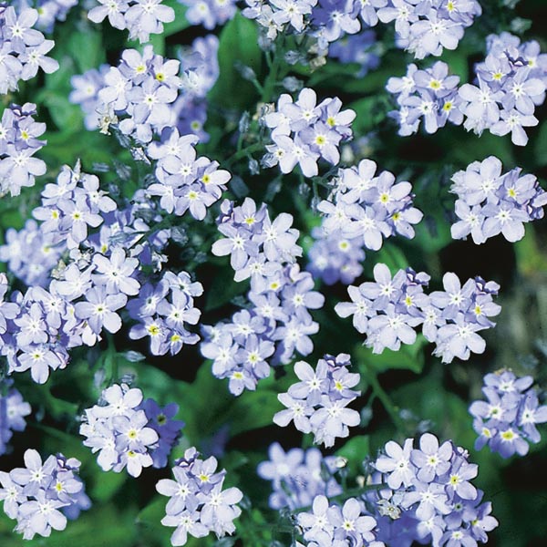 Alpine Forget-me-not (Myosotis alpestris) | My Garden Life