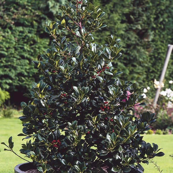 Pyramidal Holly Trees For Hedges ILEX 'Golden King' Golden Smooth Leaf