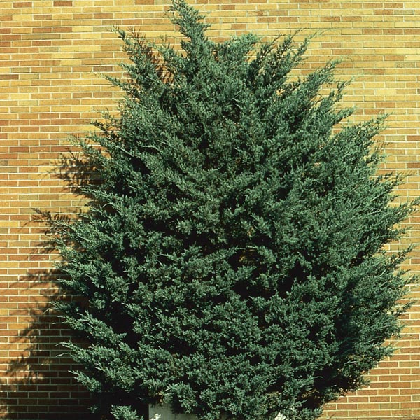 Chinese Juniper 'Fairview' (Juniperus chinensis) | My Garden Life