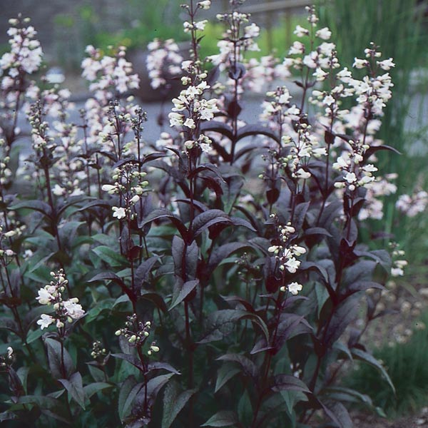 Penstemon, Foxglove Beardtongue 'Husker Red' (Penstemon digitalis) | My ...