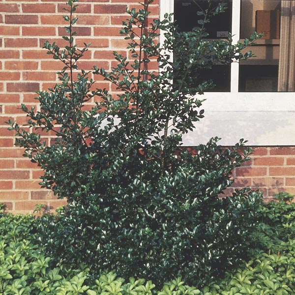 Blue Holly - Female 'Blue Princess' (Ilex x meserveae) | My Garden Life