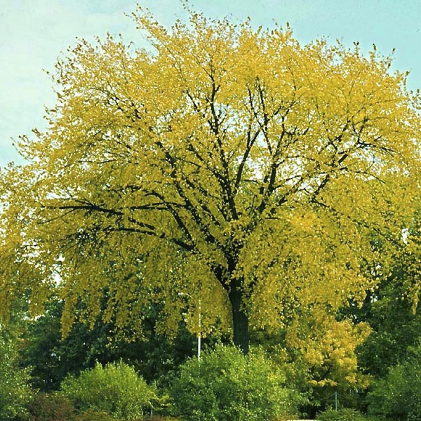 American Elm, White Elm (Ulmus americana) | My Garden Life