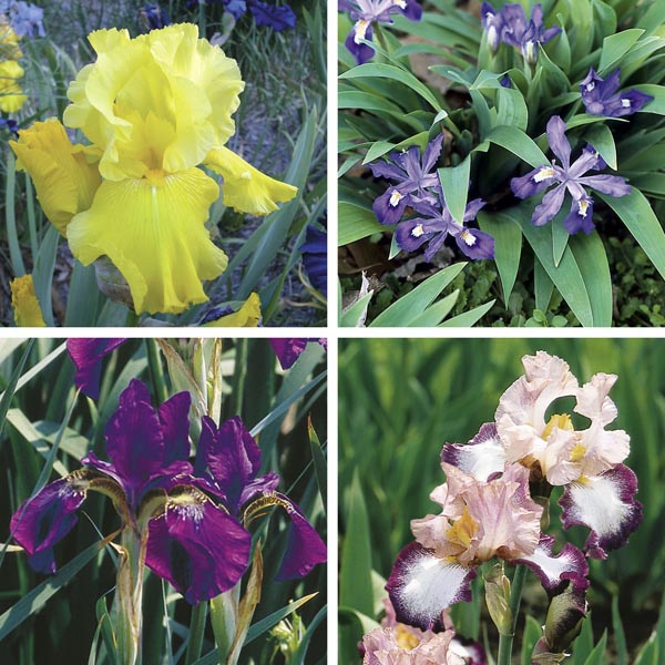 Iris (Iris species) | My Garden Life