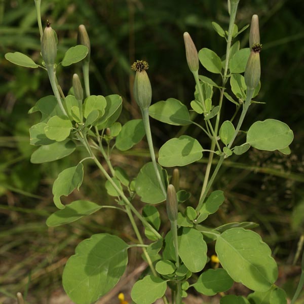 Papaloquelite (Porophyllum ruderale) | My Garden Life