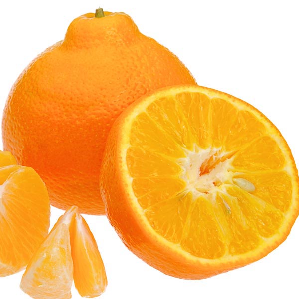 Tangelo 'Minneola' (Citrus x) | My Garden Life