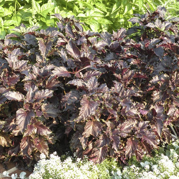 Basil 'Purple Ruffles' (Ocimum basilicum) | My Garden Life