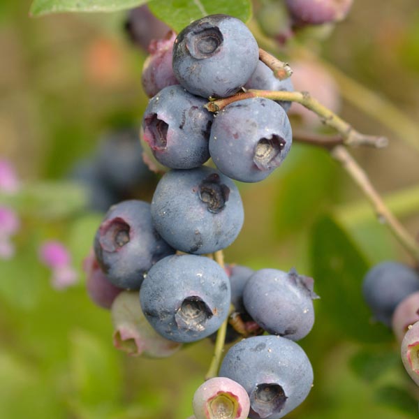 Southern Highbush Blueberry 'Jubilee' (Vaccinium corymbosum) | My ...