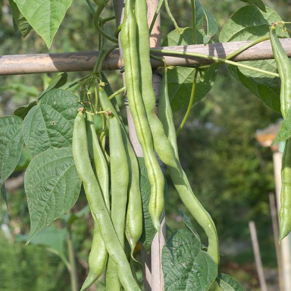 Stringless Pole Beans Varieties