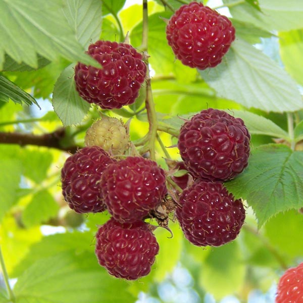 Raspberry 'Royalty Purple' (Rubus idaeus) | My Garden Life