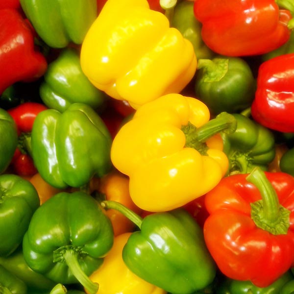 Bell Pepper 'Tinker Bell' (Capsicum annuum) | My Garden Life