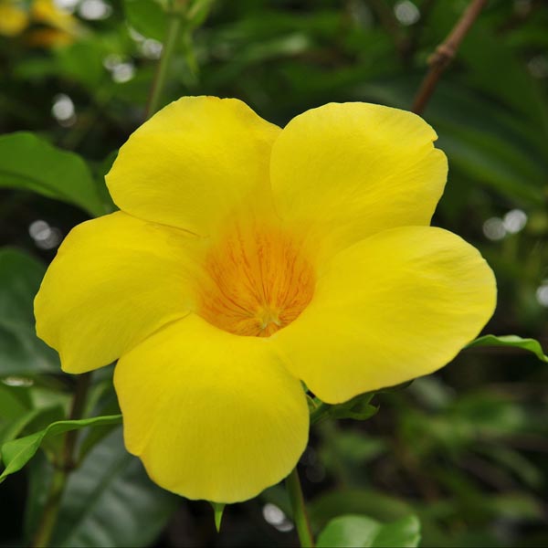 Bush Allamanda (Allamanda schottii) | My Garden Life