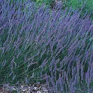 Lavandin, Dutch Lavender (Lavandula x intermedia) | My Garden Life