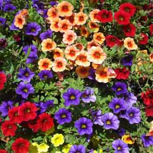 My Garden Life | Plant Library and Gardening How To Guides | My Garden Life