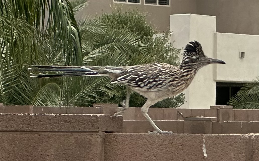 You like birds? > General Discussion > AR15.COM