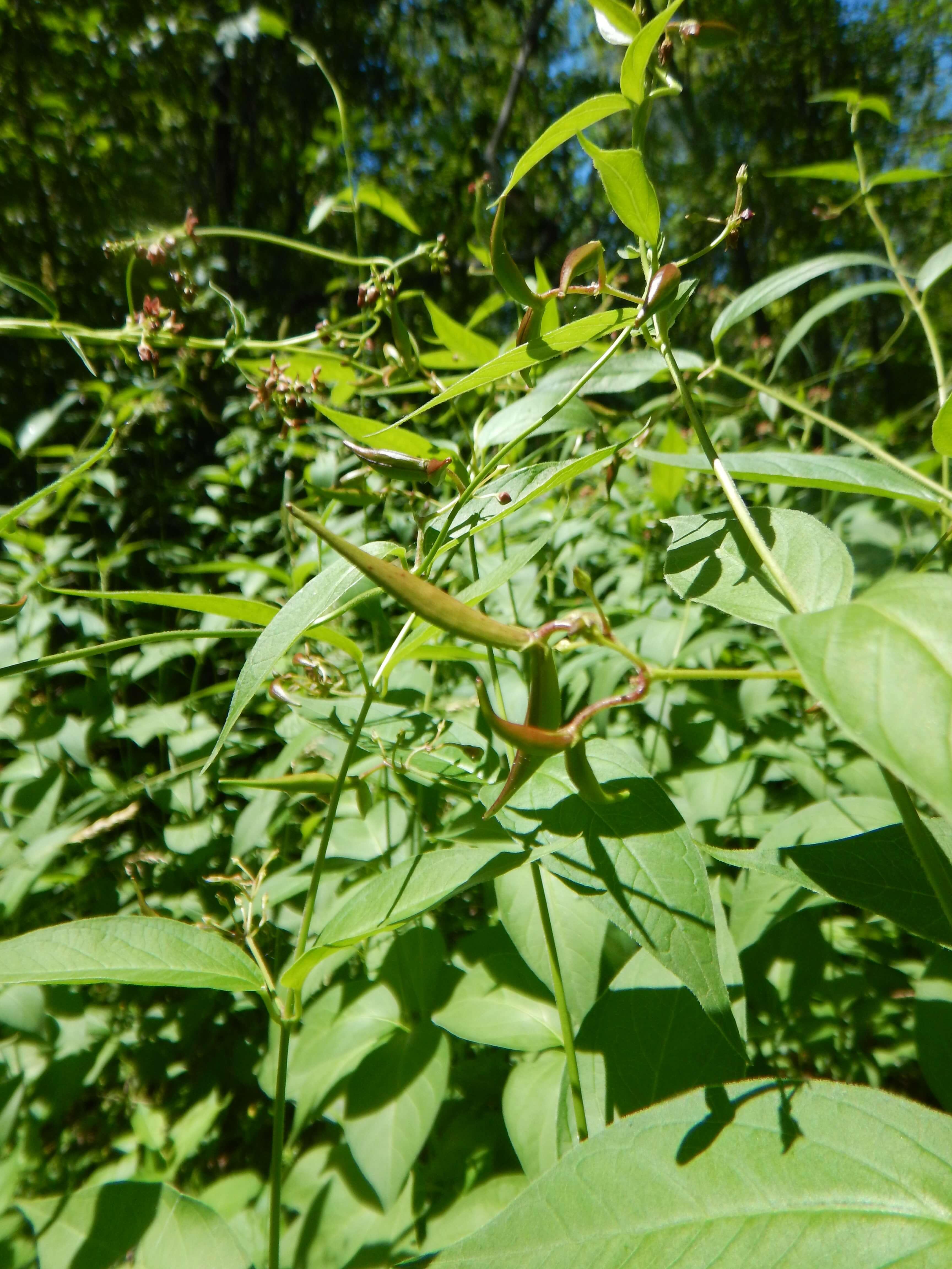 Invasive alien plants in the Capital | National Capital Commission