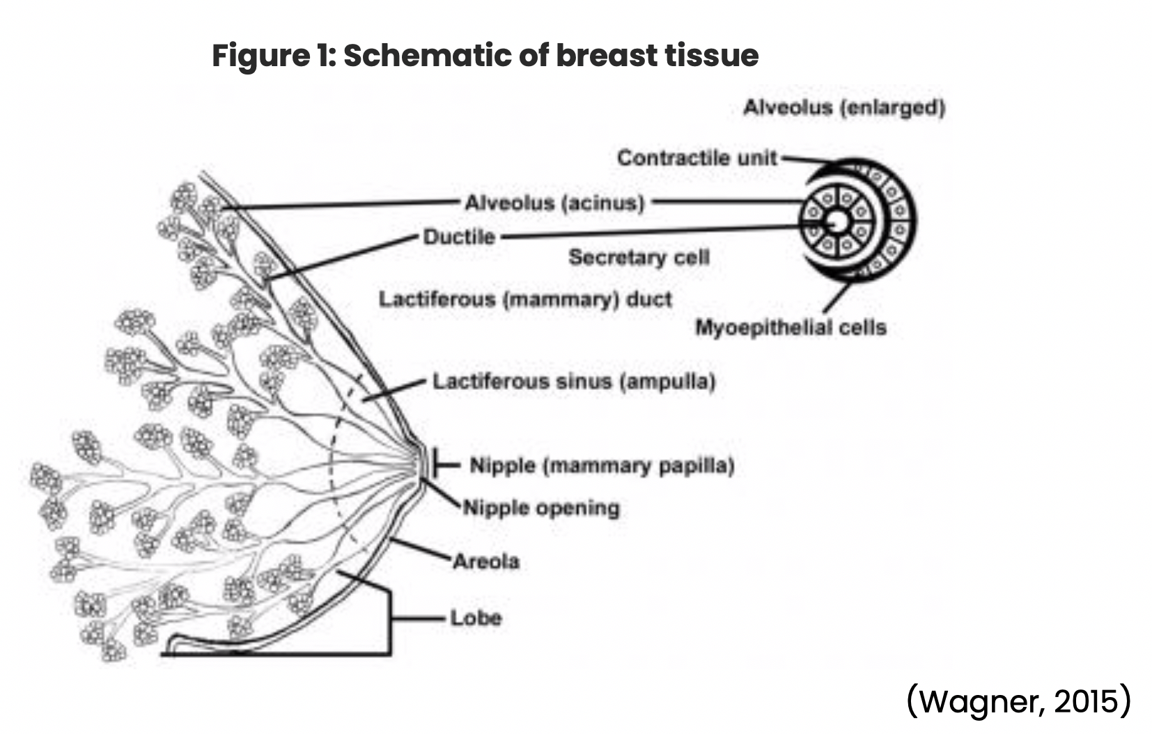 Breastfeeding Education Nursing CE Course | NursingCE