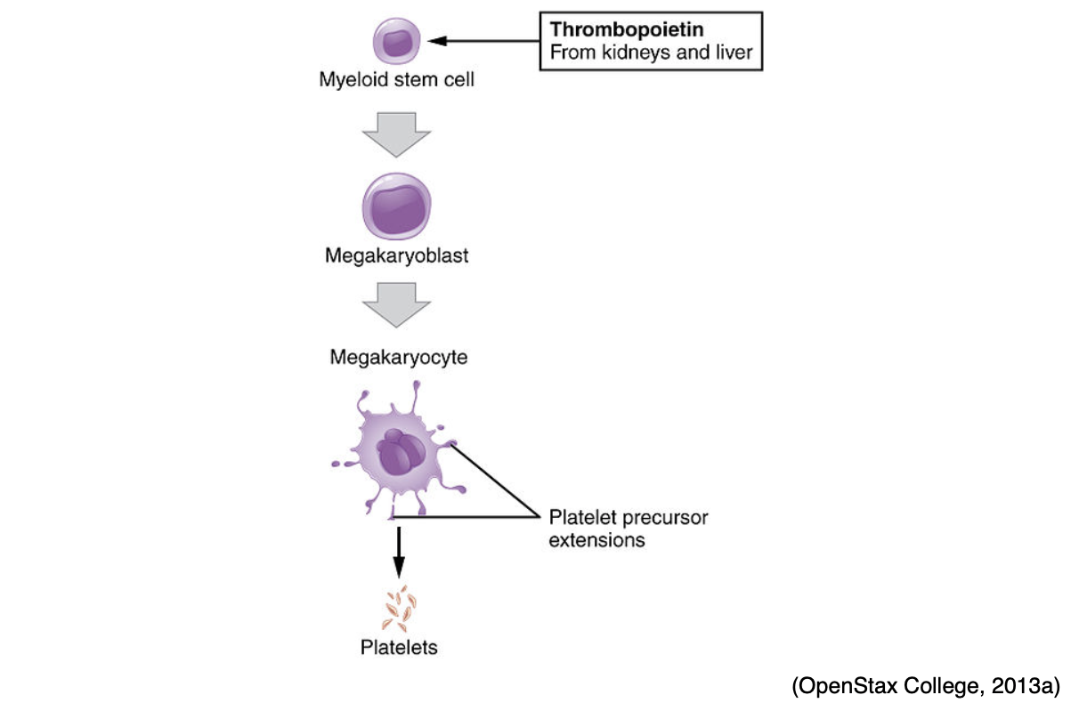Blood Clotting and Bleeding Disorders for APRNs Nursing CE Course ...
