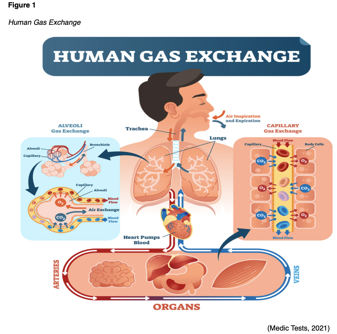 Early Mobilization for Mechanically Ventilated Patients Nursing CE ...