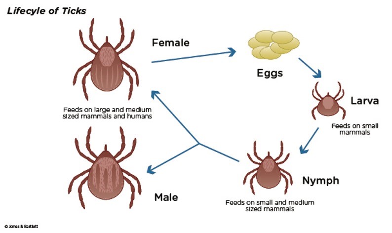 Tickborne Diseases Nursing CE Course for RNs and LPNs | NursingCE