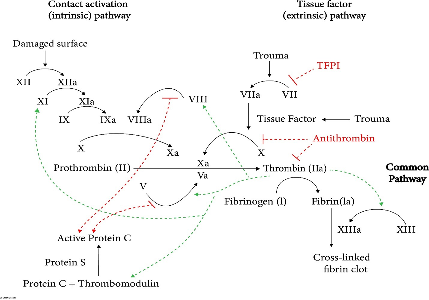 Bleeding and Clotting Disorders Nursing CE Course for RNs and LPNs ...