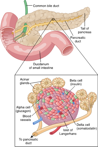 Anatomy and Physiology of the Endocrine System Nursing CE Course ...
