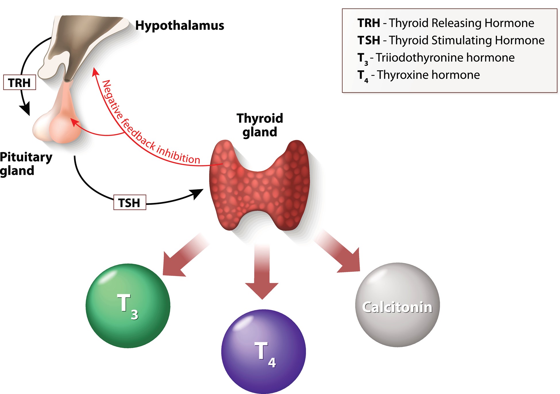 Thyroid Dysfunction Nursing CE Course for RNs and LPNs | NursingCE