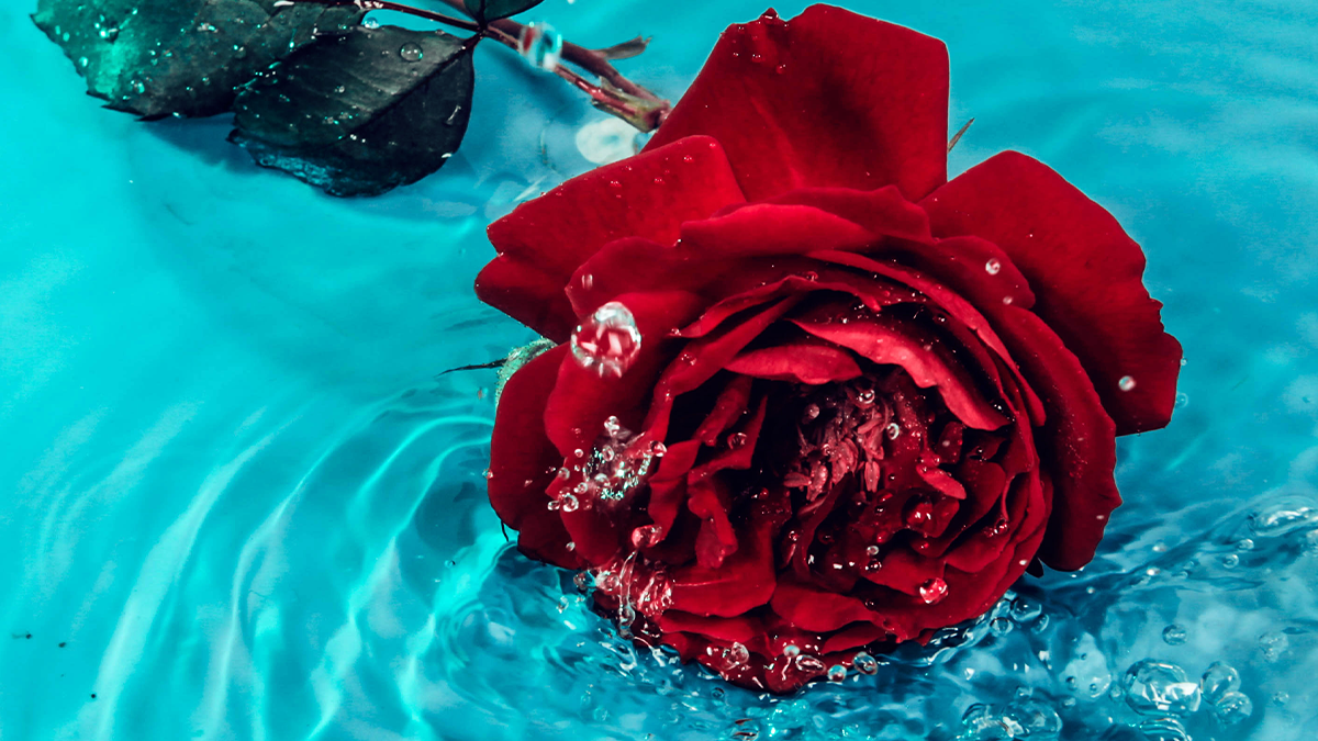 The Blood of Jesus is the Divine Remedy For Sin | Needmore Road Church ...